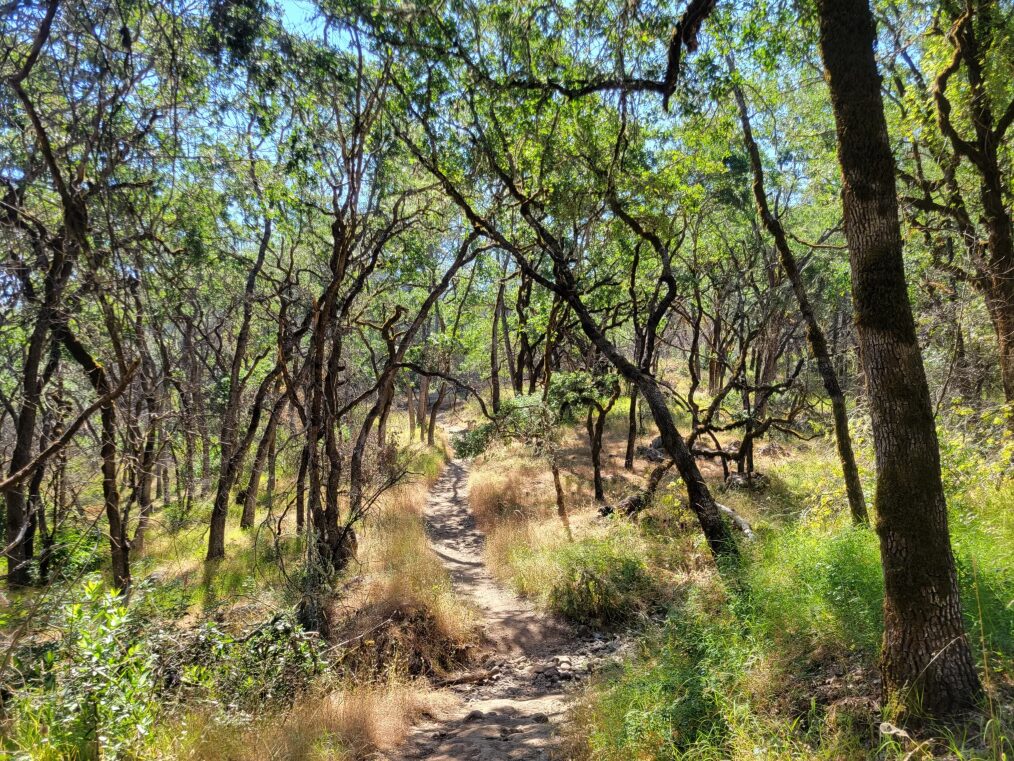 Bothe-Napa Valley State Park - Bay Area Ridge Trail