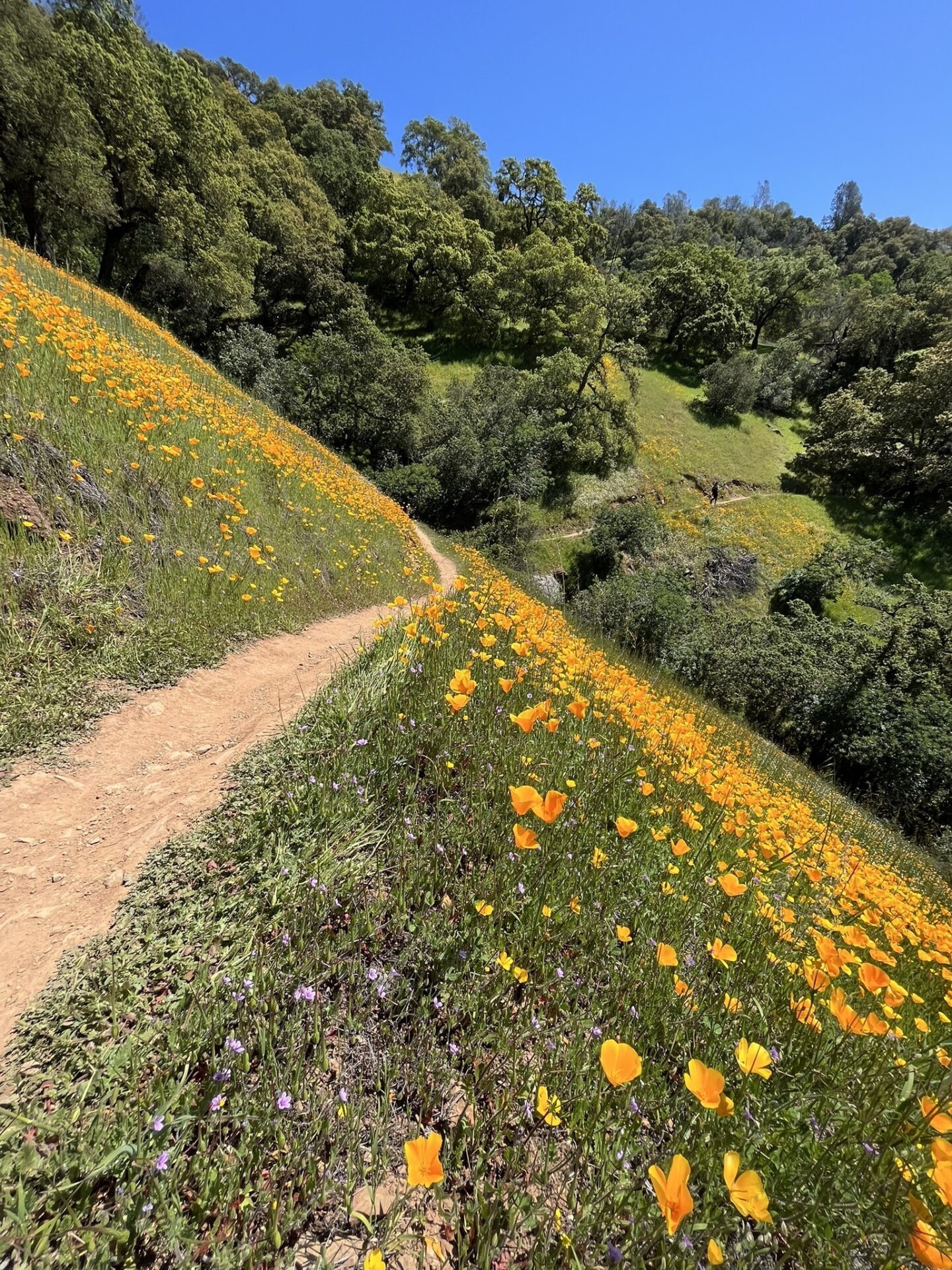 Moore Creek Park - Bay Area Ridge Trail