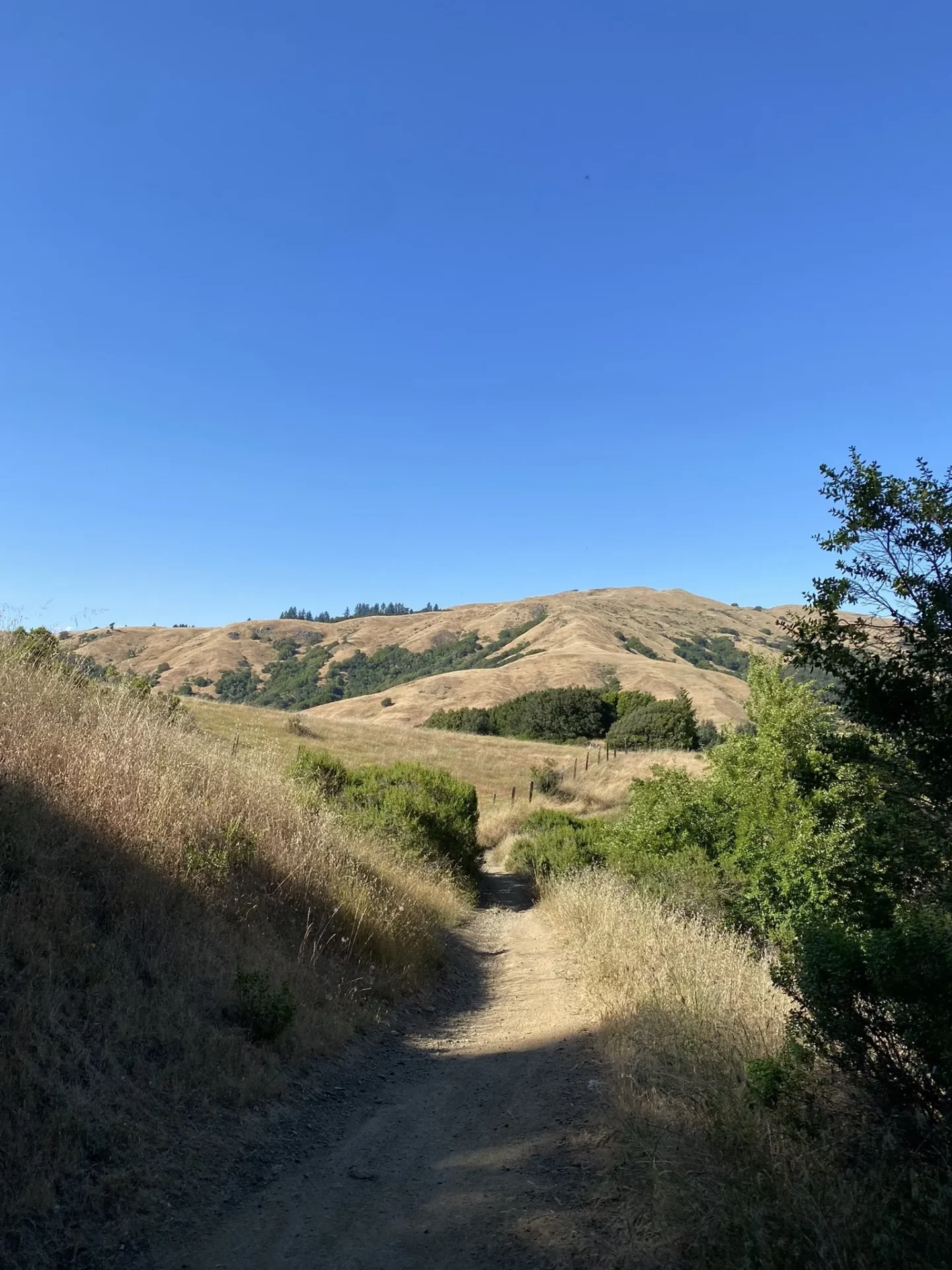 Samuel P. Taylor State Park to White Hill Open Space - Bay Area Ridge Trail