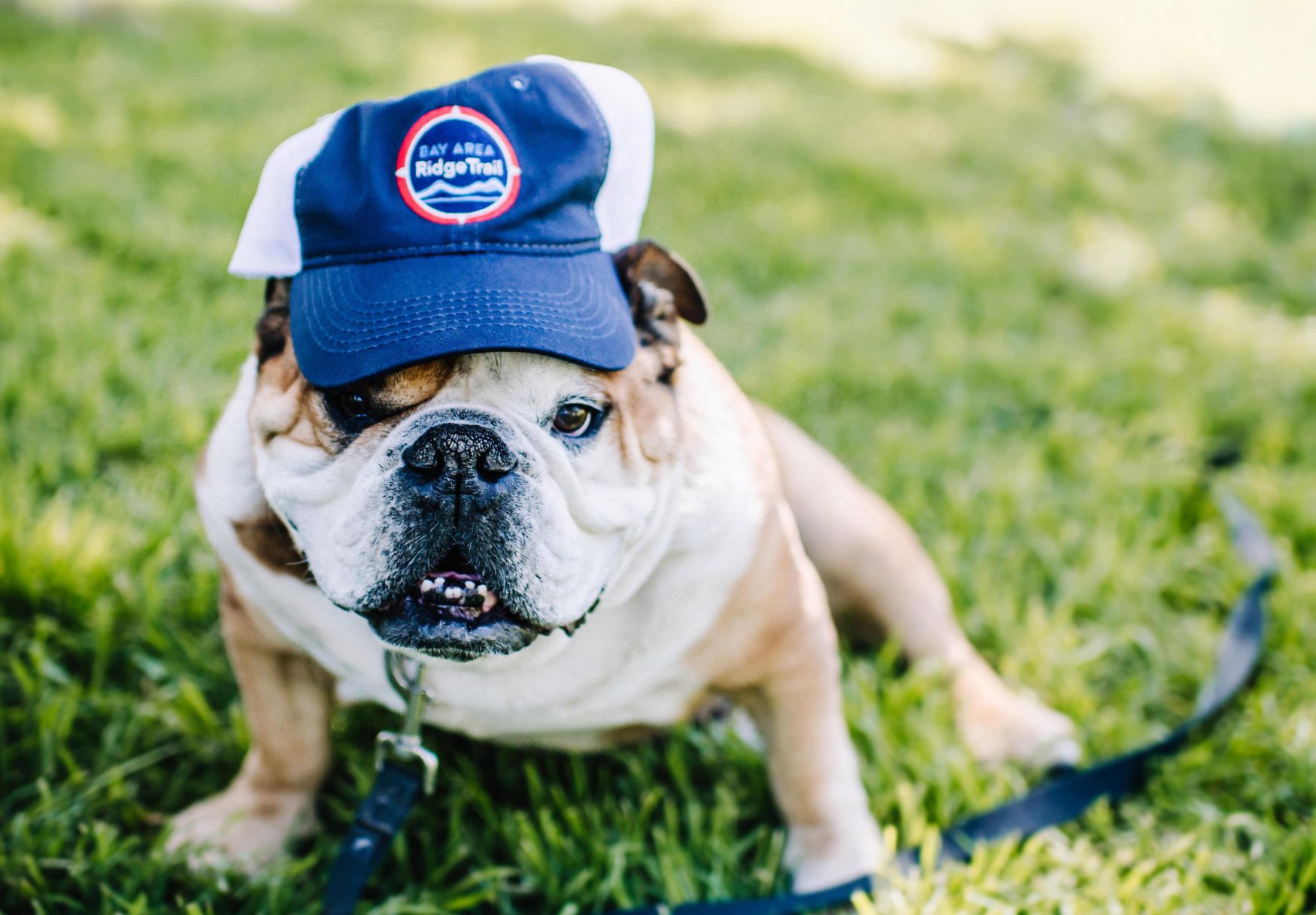 4 Favorite Dog-Friendly Hikes - Bay Area Ridge Trail